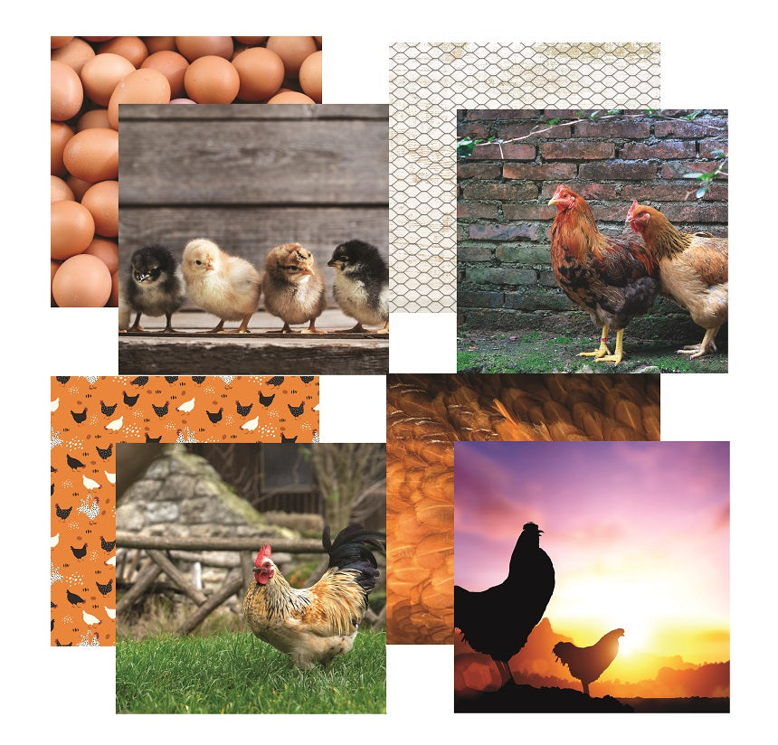 Chicken Life 12x12 Scrapbook Paper Set - 4 Sheets – Country Croppers