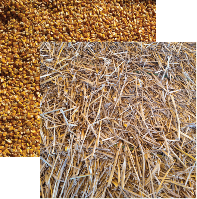 Straw/Corn 12x12 Double Sided Scrapbook Paper – Country Croppers