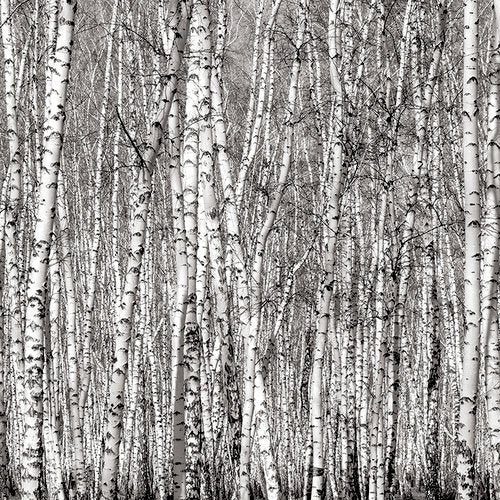Aspen Trees - Naturals 12x12 Scrapbooking Paper - 5 Sheets – Country ...